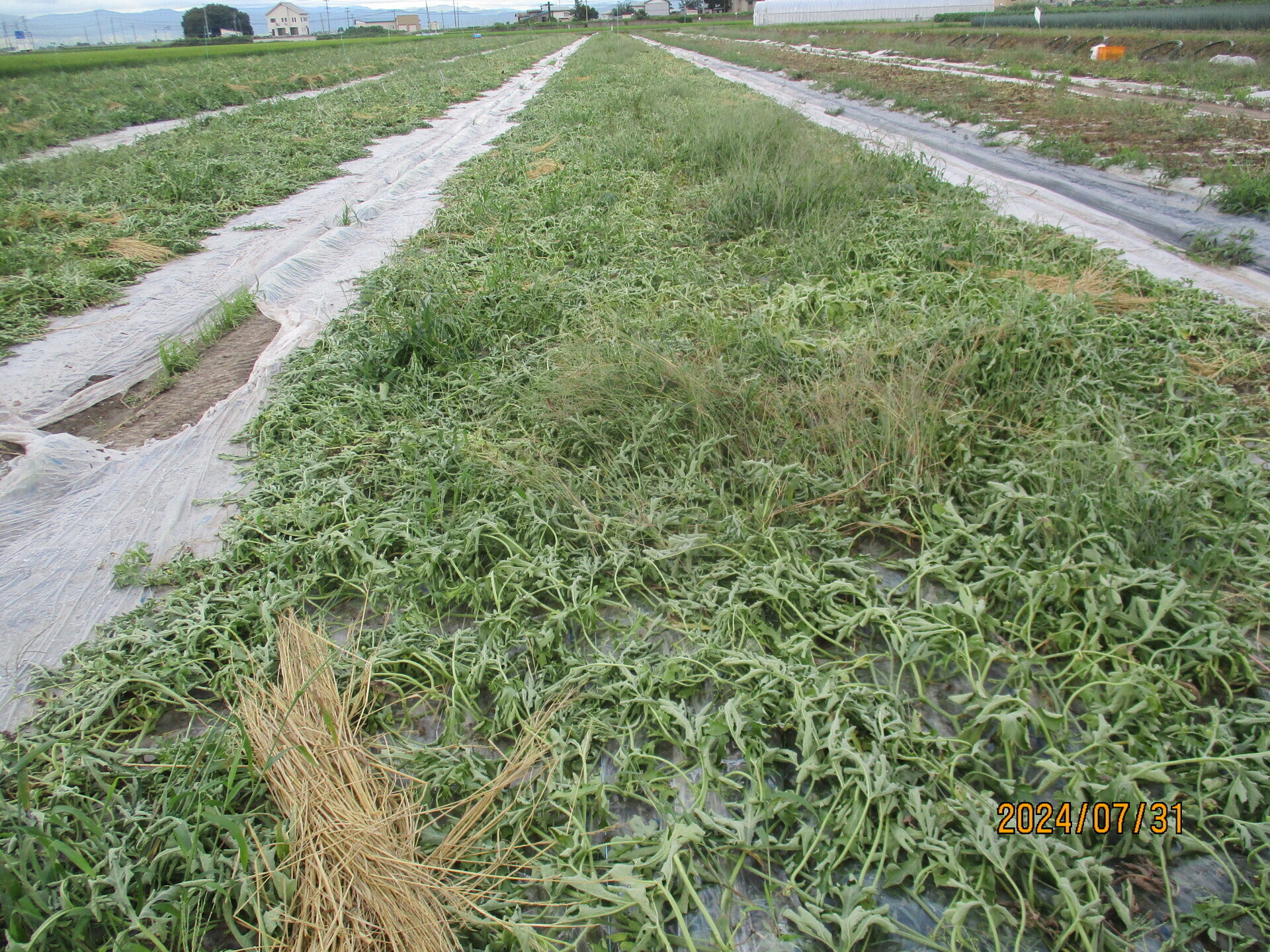 西瓜の株元を切る: 辻田与五郎漫談日記