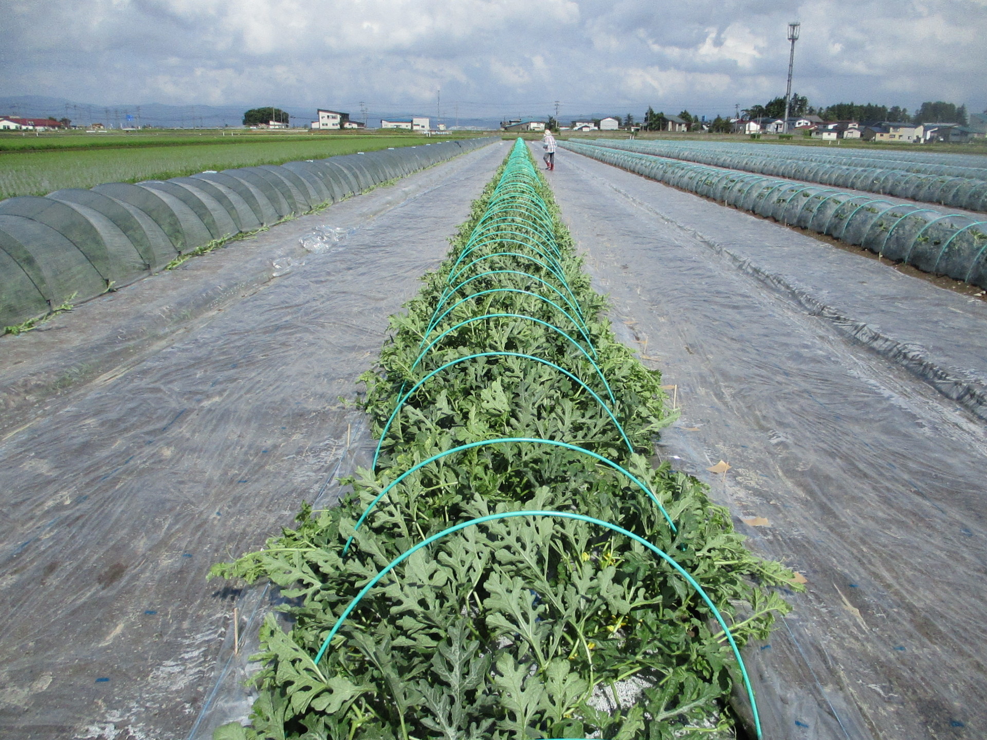 西瓜普通栽培のトンネル除去: 辻田与五郎漫談日記