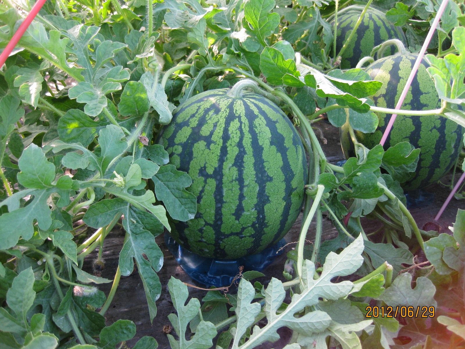 西瓜の玉直し: 辻田与五郎漫談日記